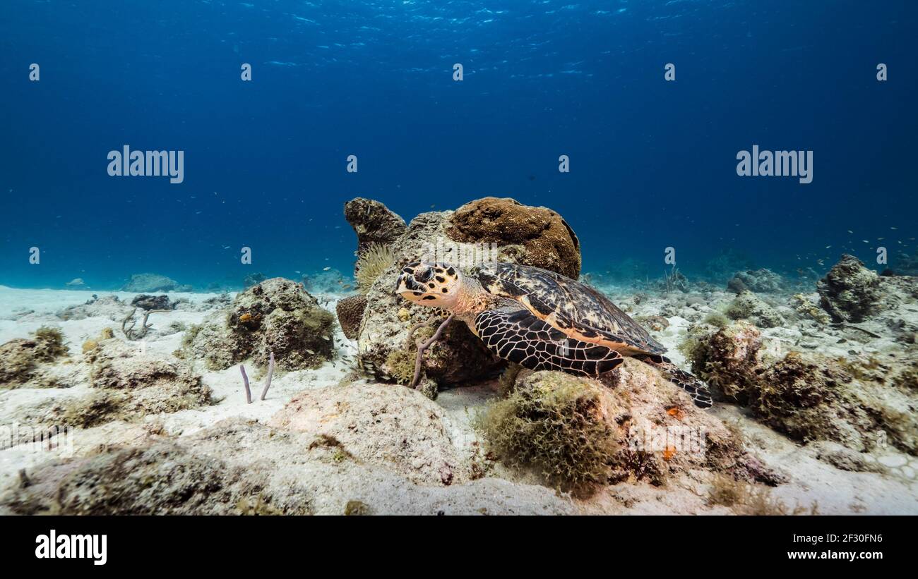 Hawksbill Sea Turtle in coral reef of Caribbean Sea, Curacao Stock ...