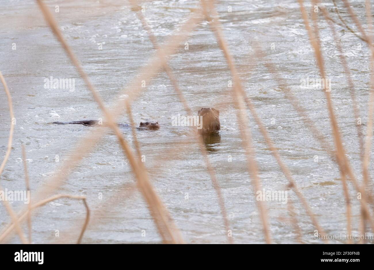 Sen through the hi-res stock photography and images - Alamy