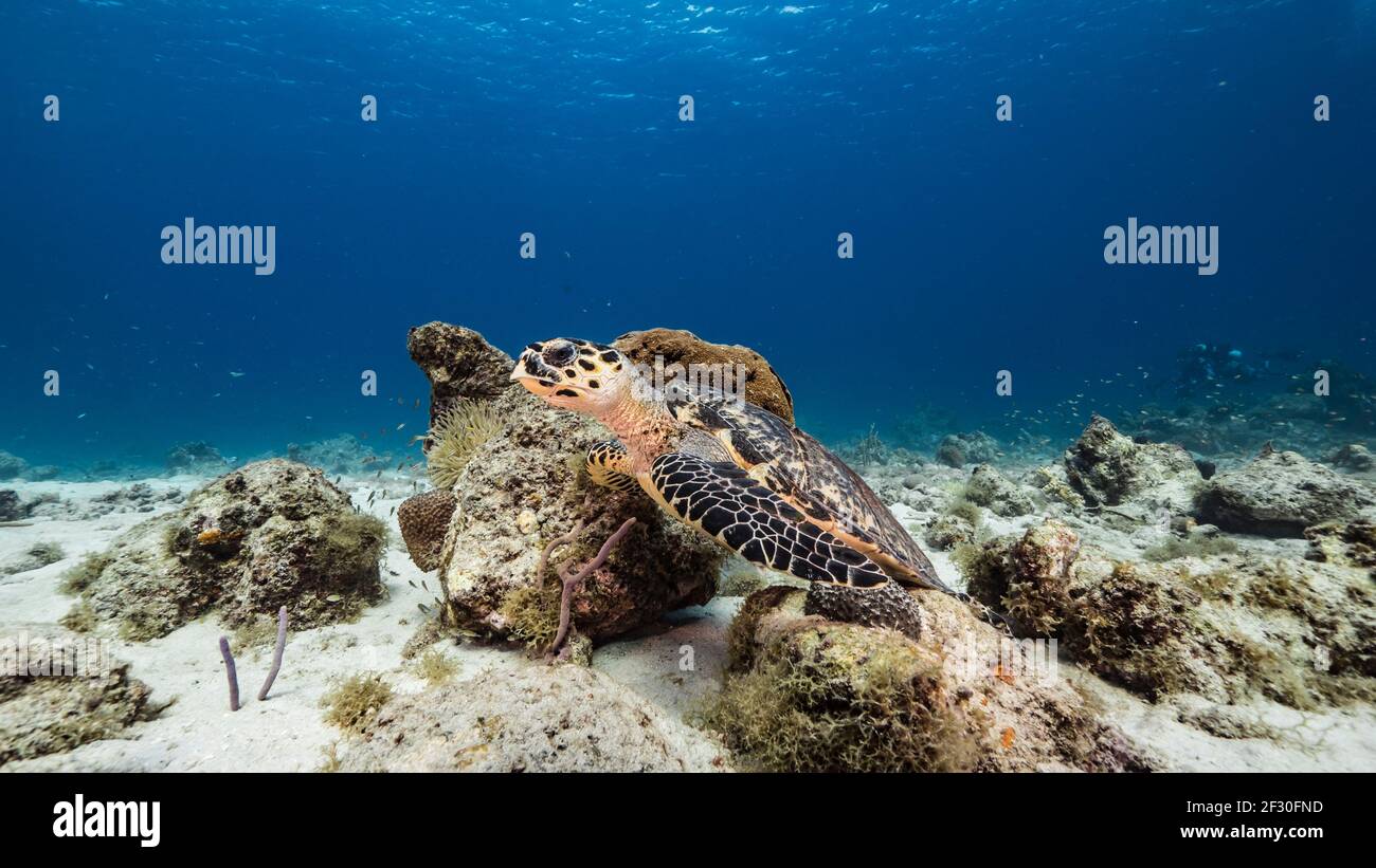 Hawksbill Sea Turtle in coral reef of Caribbean Sea, Curacao Stock ...