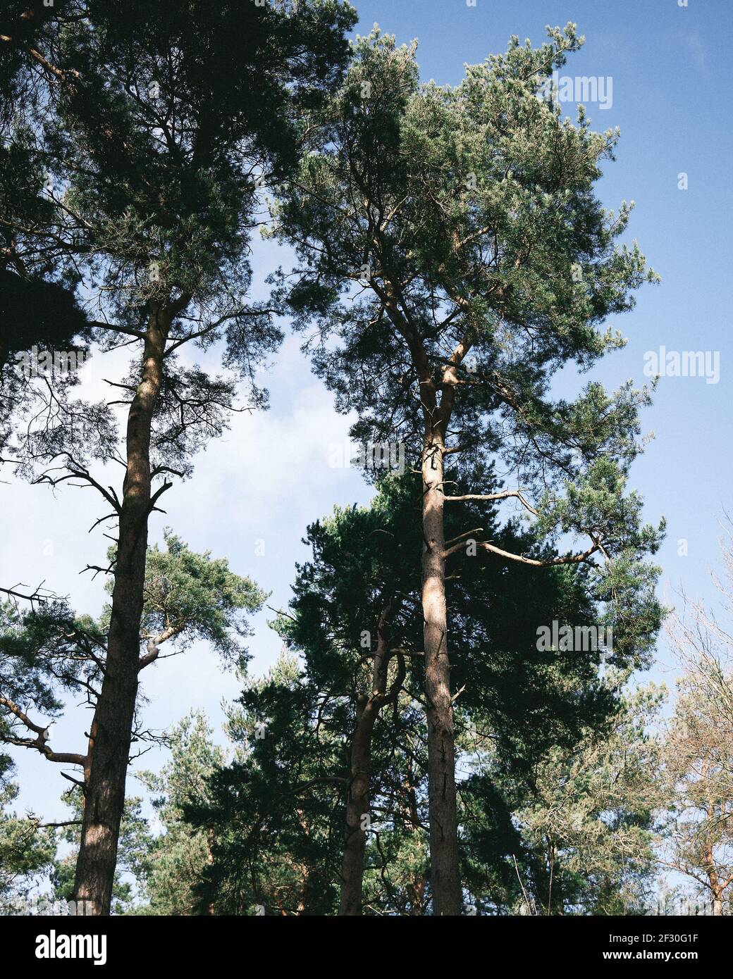 Adventure tree hi-res stock photography and images - Alamy