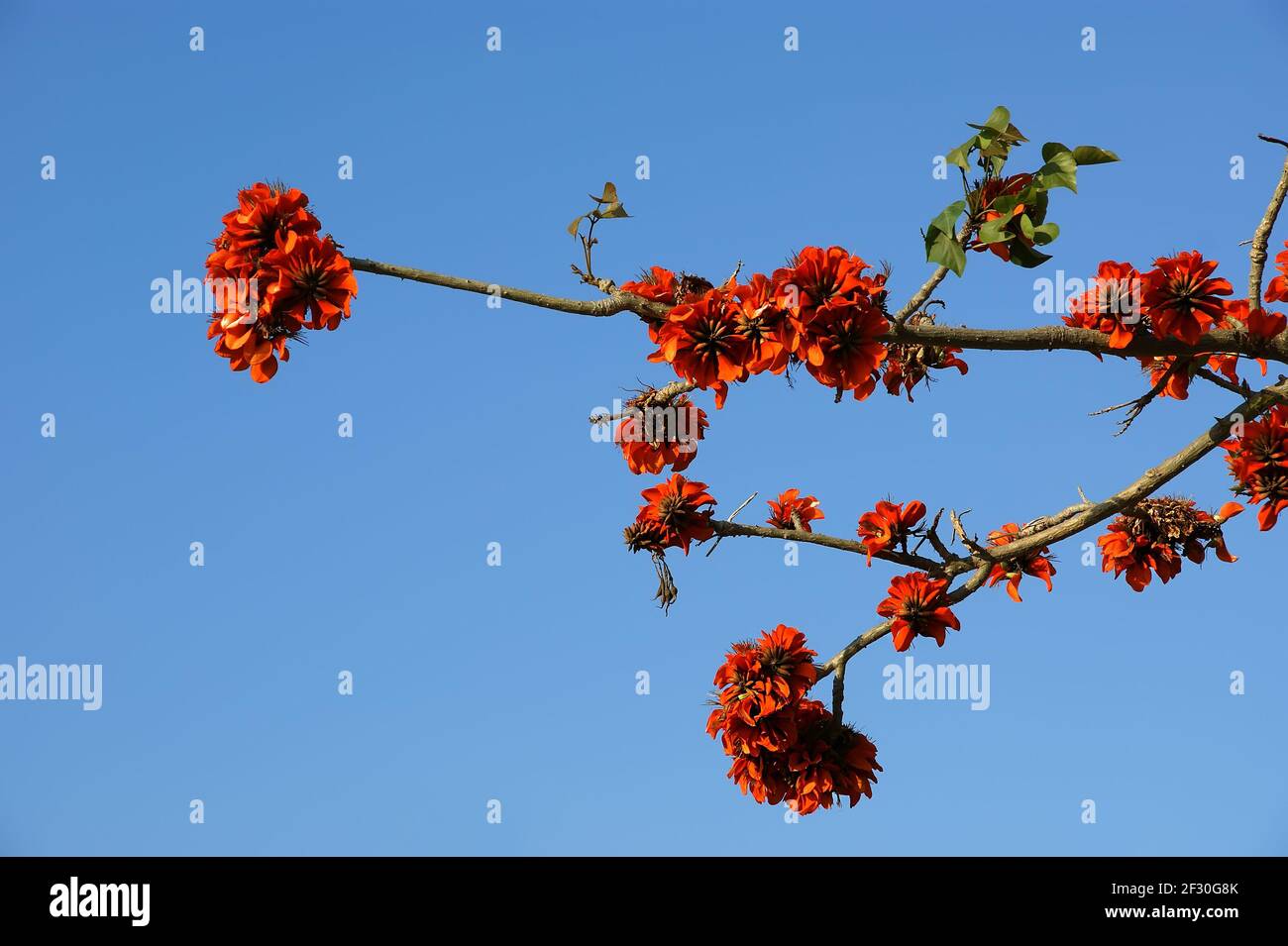 beautiful Flamboyant tree (Royal Poinciana or Delonix regia ) is a ...