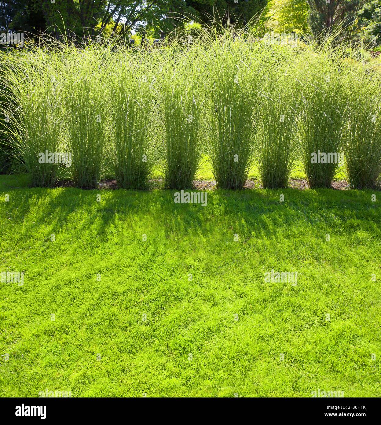 Ornamental grass garden hi-res stock photography and images - Alamy