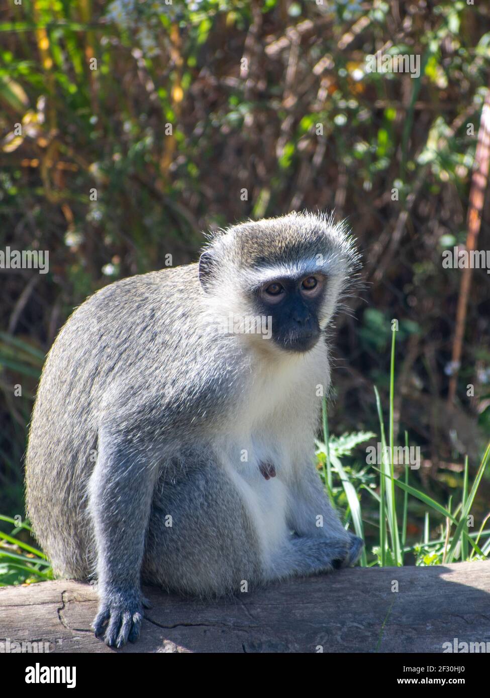 A cute Green Monkey sitting on a log in its natural habitat Stock Photo ...