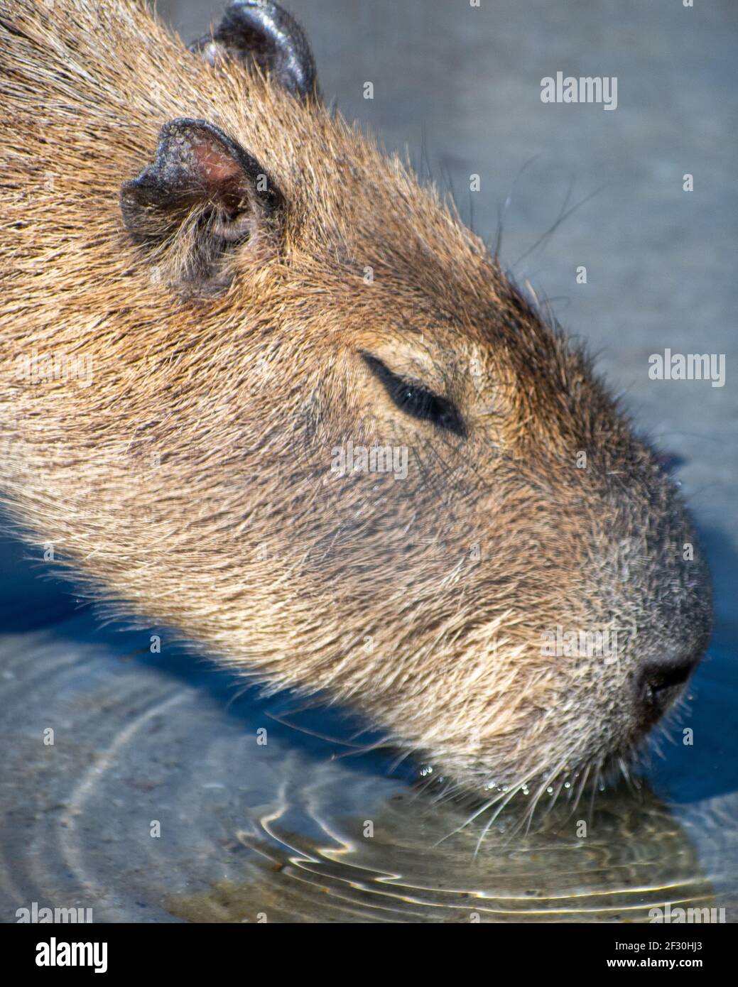 Capybara drinking hi-res stock photography and images - Alamy