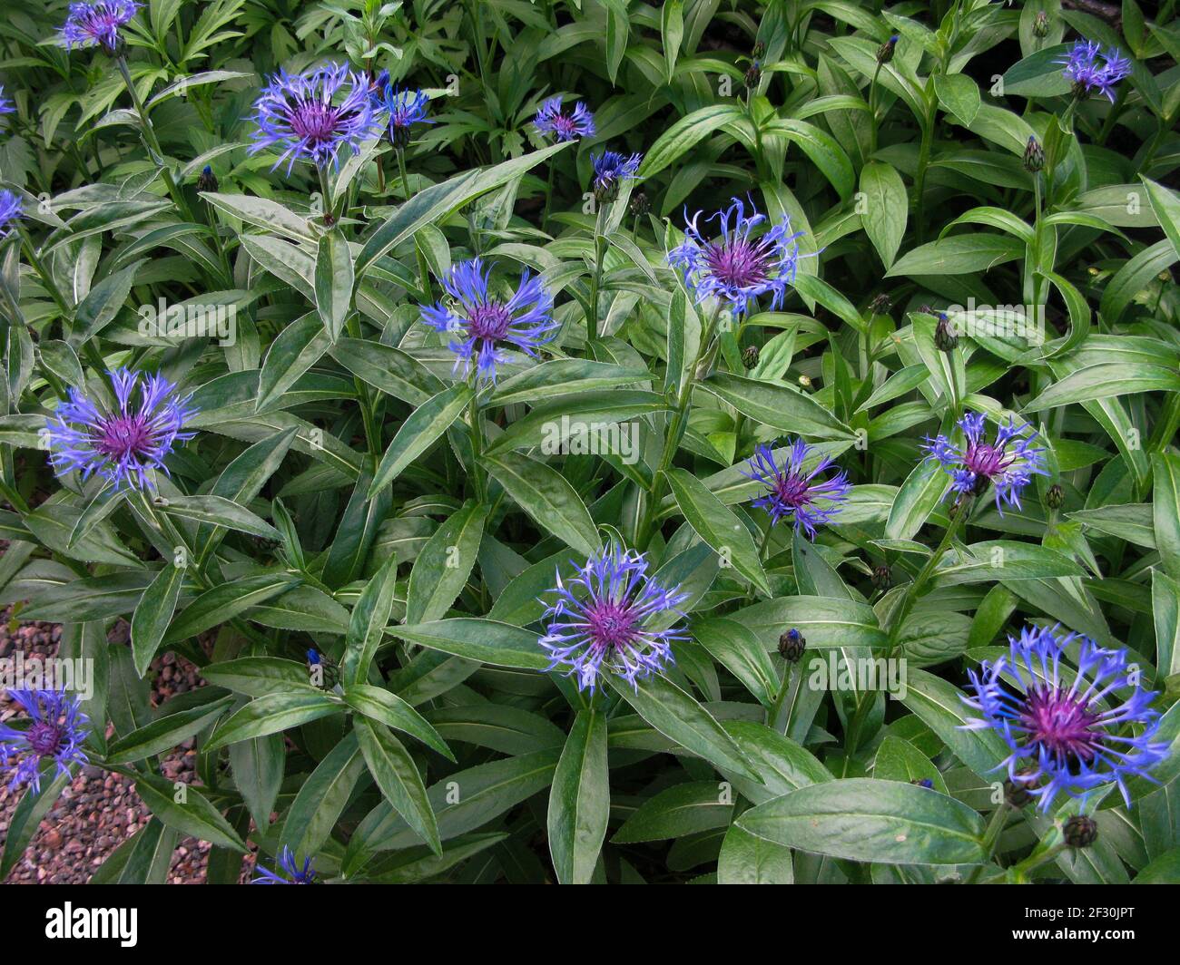 Centaurea cyanus flowers hi-res stock photography and images - Alamy