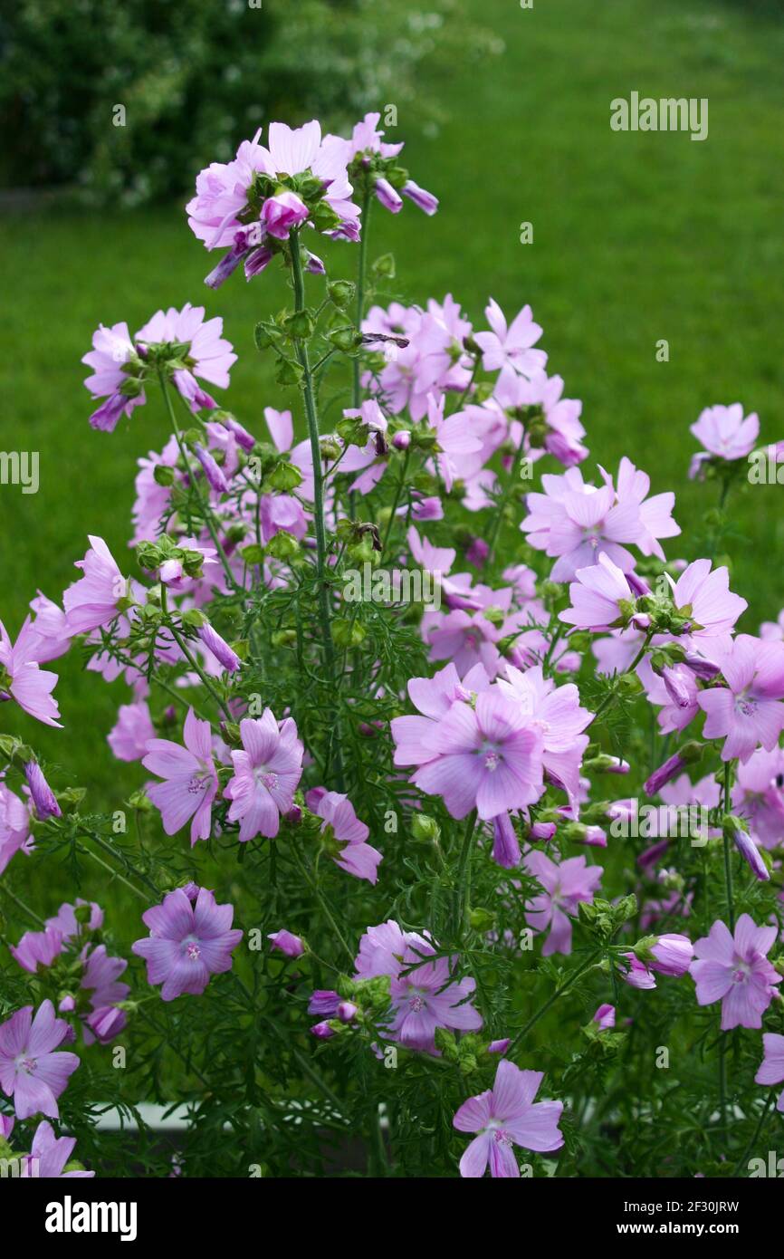 MALVA MOSCHATA Musk Mallow Stock Photo - Alamy