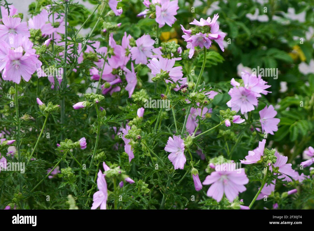 Pink mallow malva flowers hi-res stock photography and images - Alamy