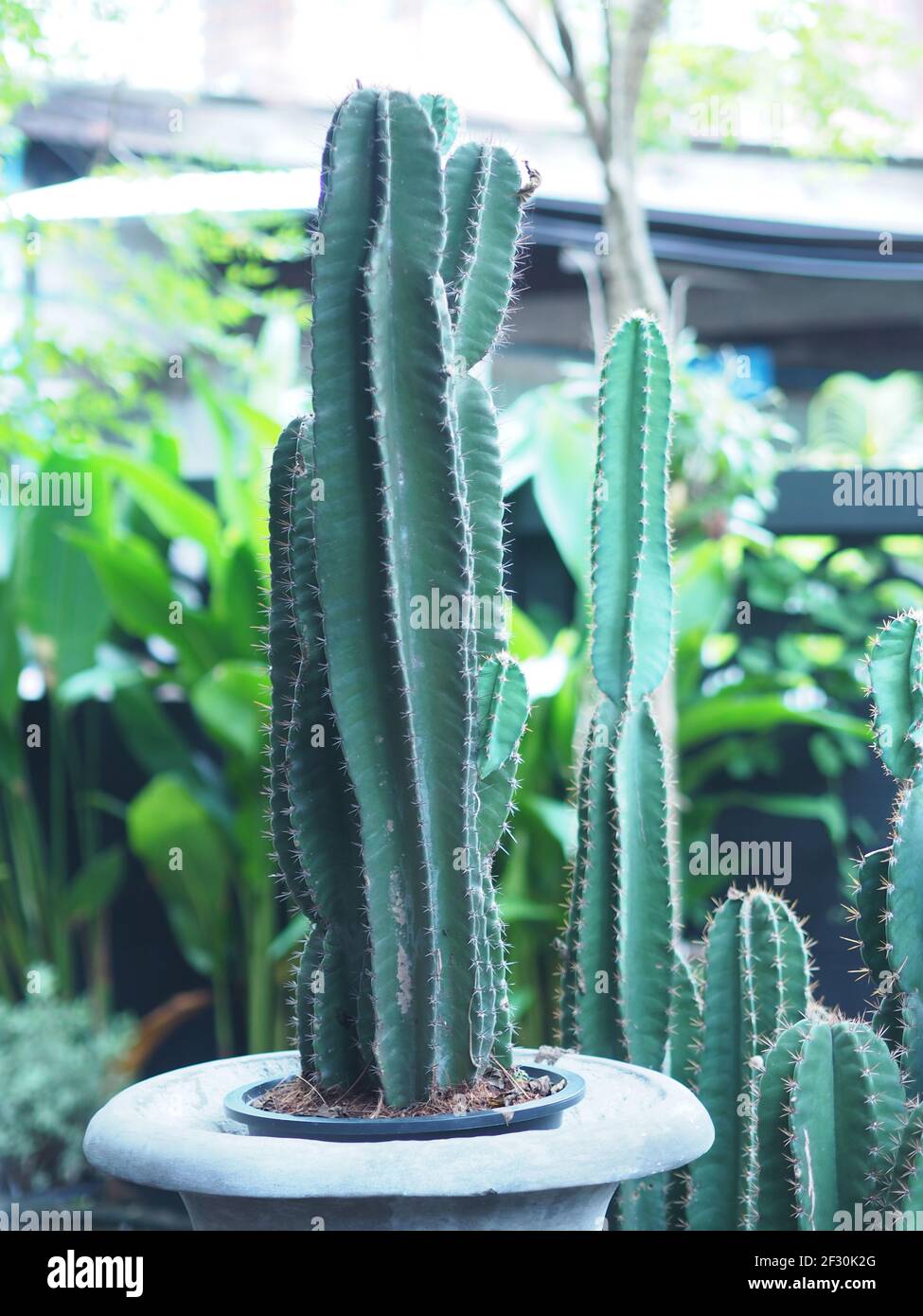 Cactus tree green trunk has sharp spikes around blooming in Plastic ...