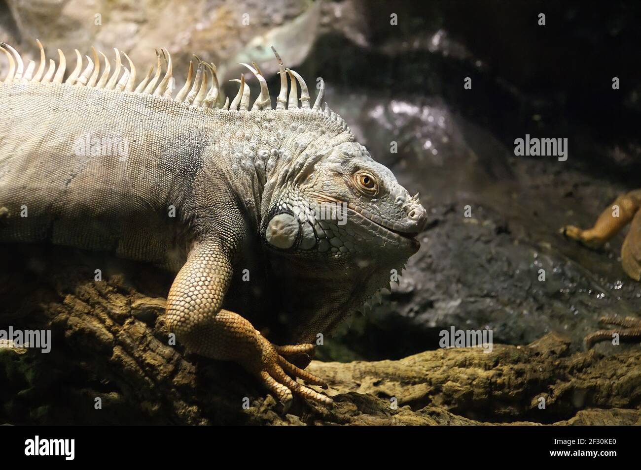 Green Iguana or Common Iguana (Iguana iguana) is a large, arboreal ...