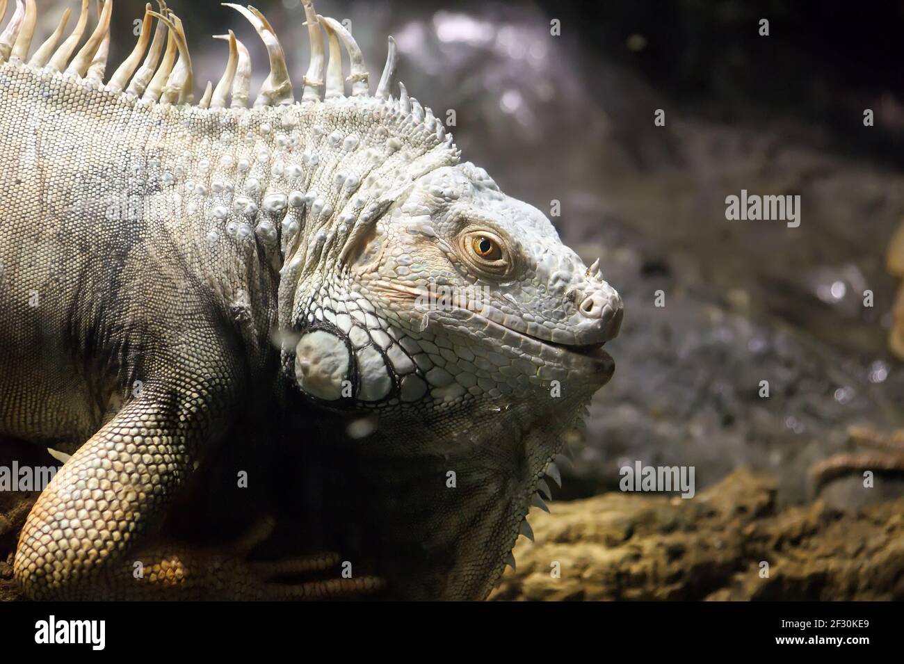 Green Iguana or Common Iguana (Iguana iguana) is a large, arboreal ...