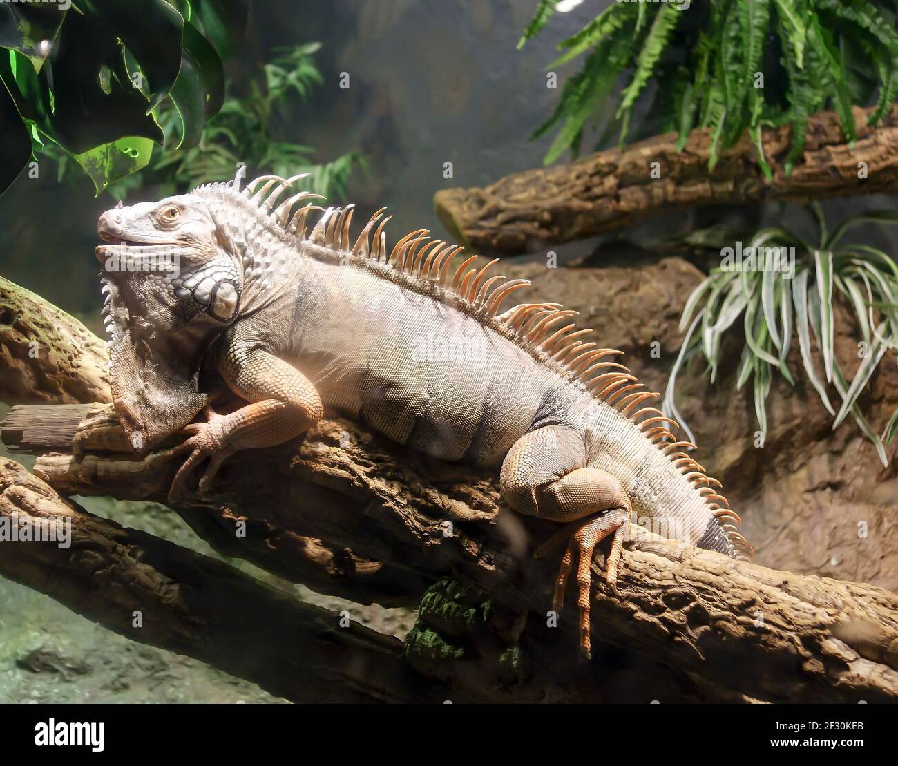 Green Iguana or Common Iguana (Iguana iguana) is a large, arboreal ...
