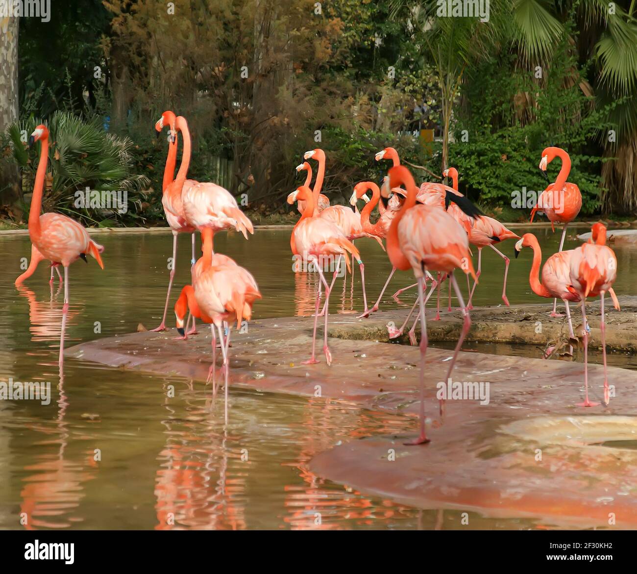 Beautiful flamingos in nature. Barcelona Zoo Stock Photo - Alamy