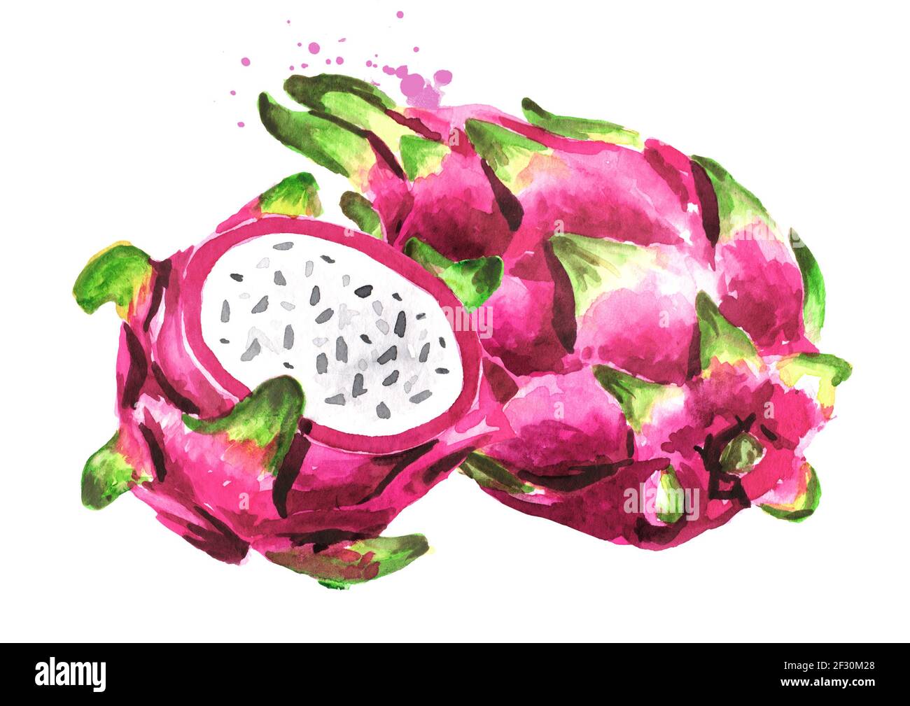 Pitaya fruit Whole and cut. Dragon fruit. Hand drawn watercolor ...