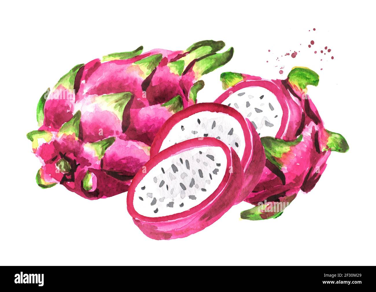 Pitaya. Dragon fruit. Hand drawn watercolor illustration isolated on ...