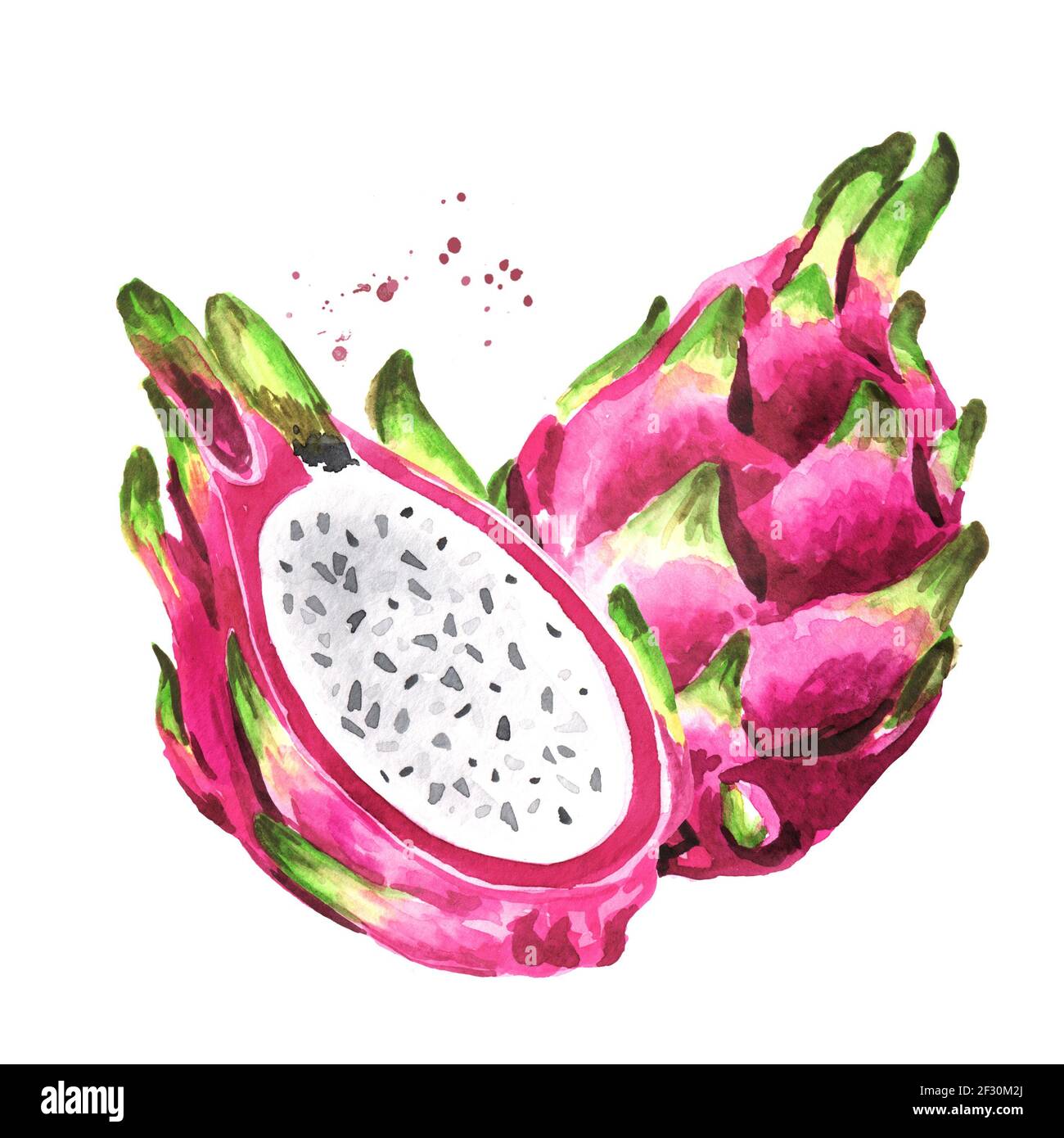 Pitaya fruit Whole and half. Dragon fruit. Hand drawn watercolor ...