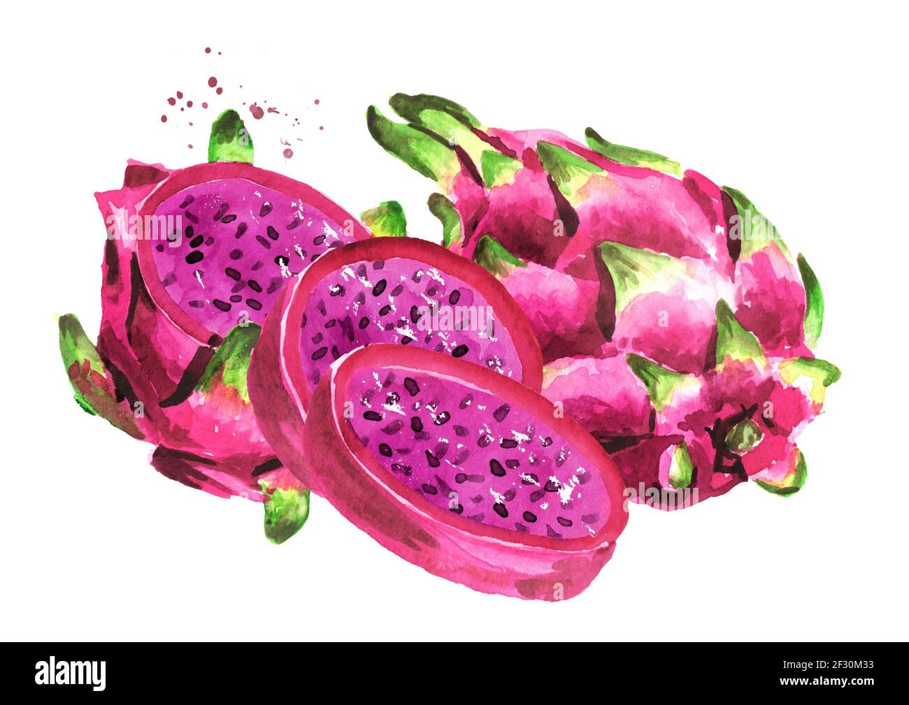 Pitaya. Red or purple Dragon fruit. Hand drawn watercolor illustration ...