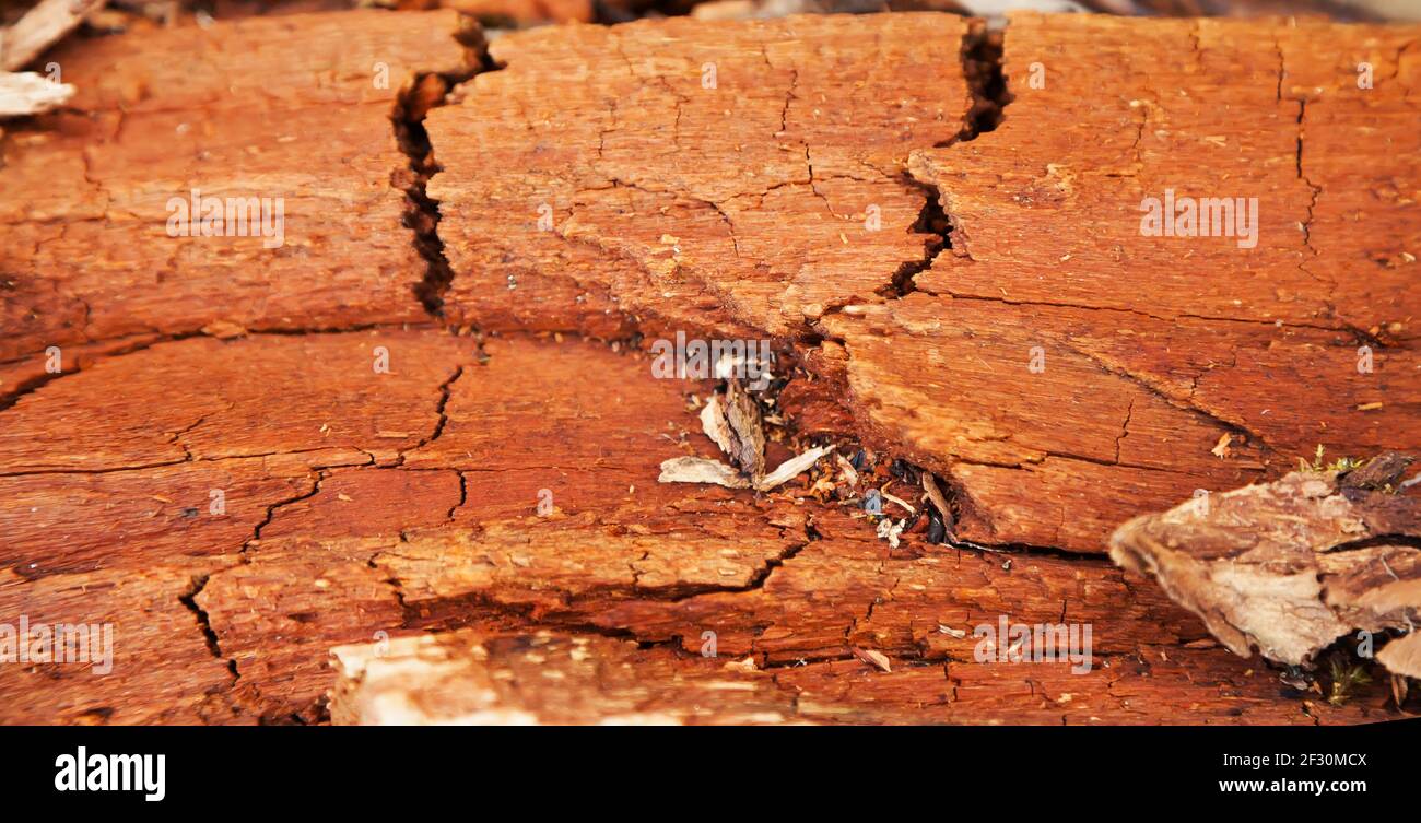 Rotten wood texture. Rotten tree close-up and its rotten fragments ...