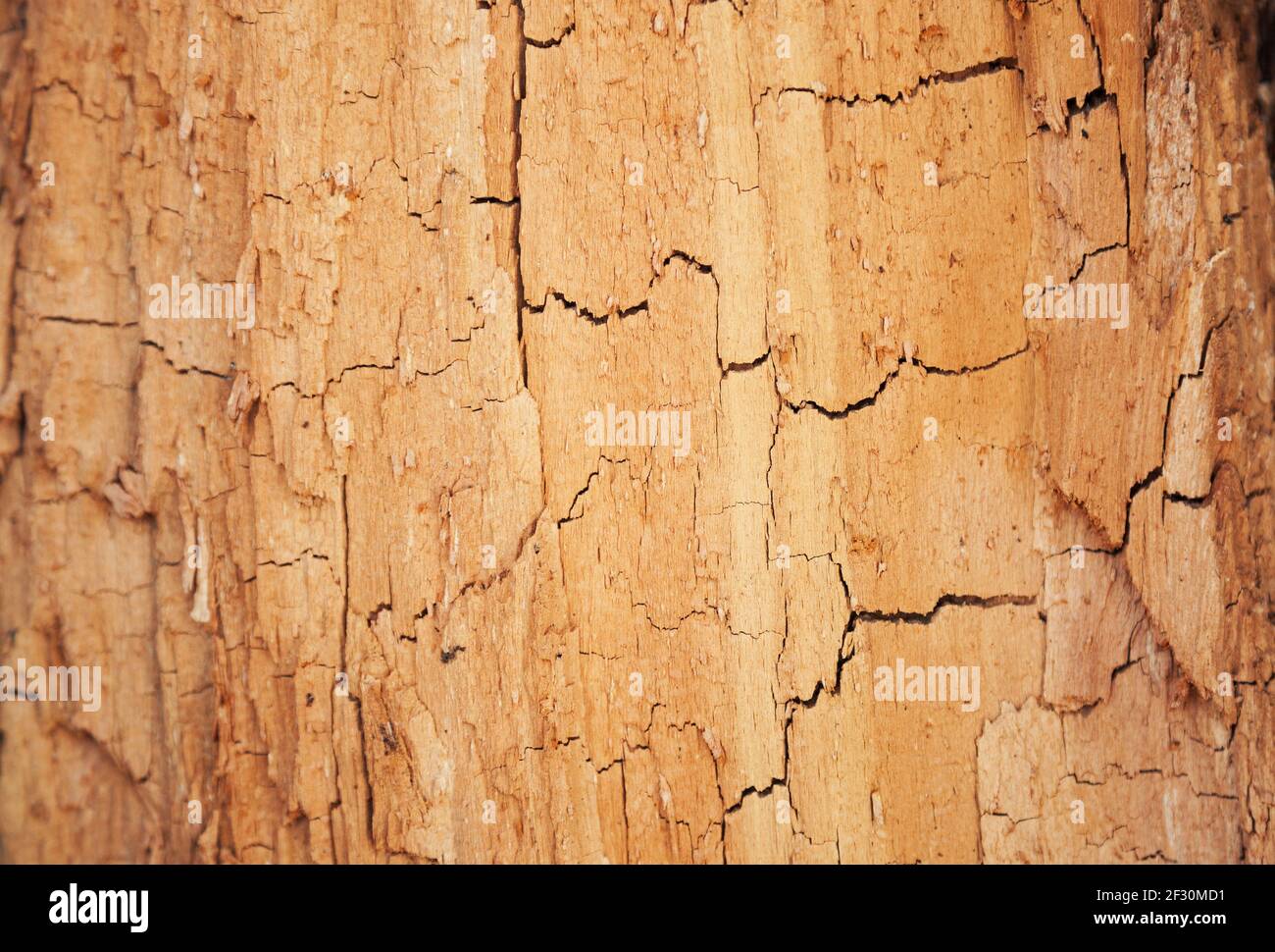 Rotten wood texture. Rotten tree close-up and its rotten fragments ...