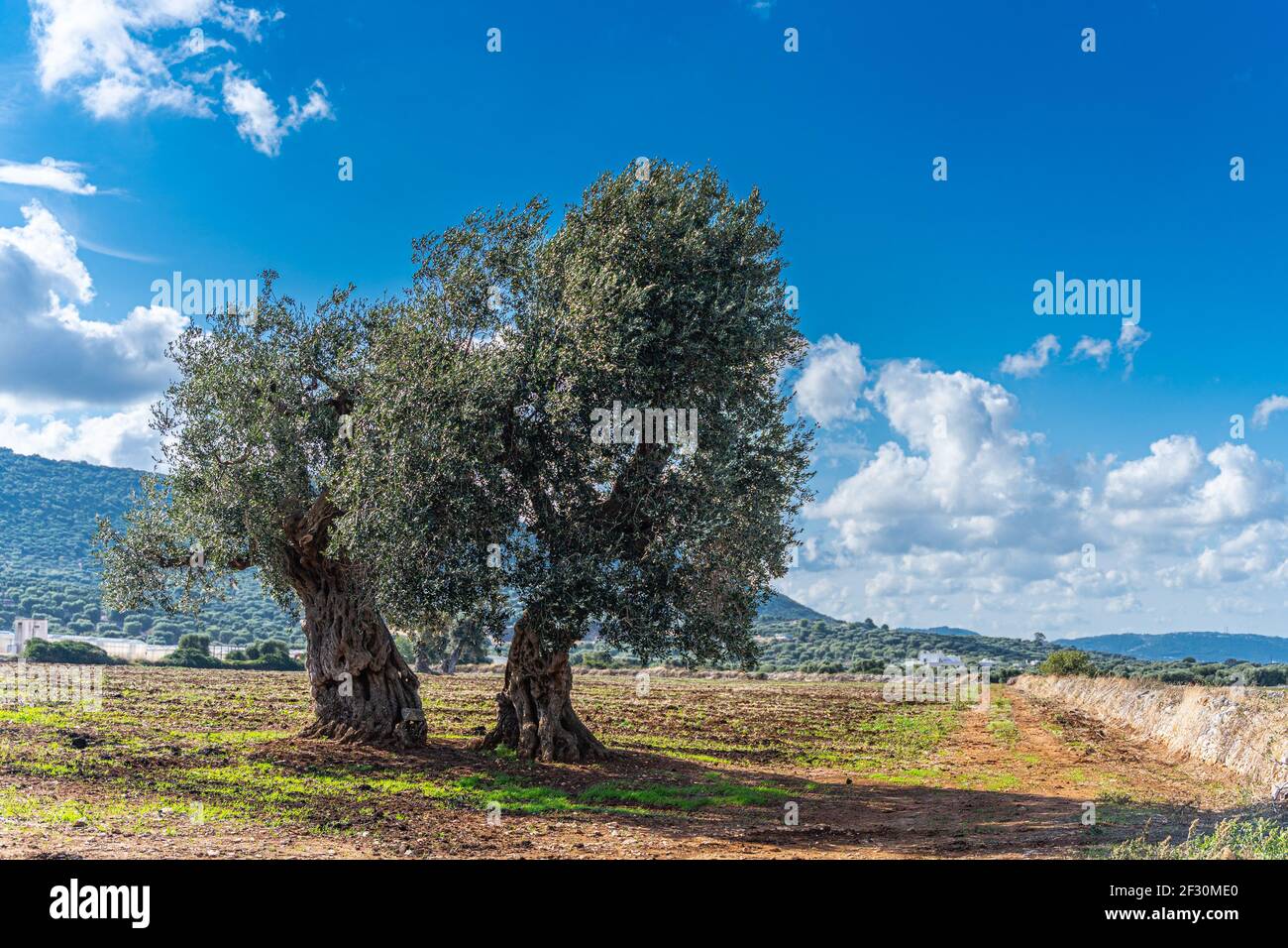Olive trees by the sea in Puglia, Italy Stock Photo - Alamy