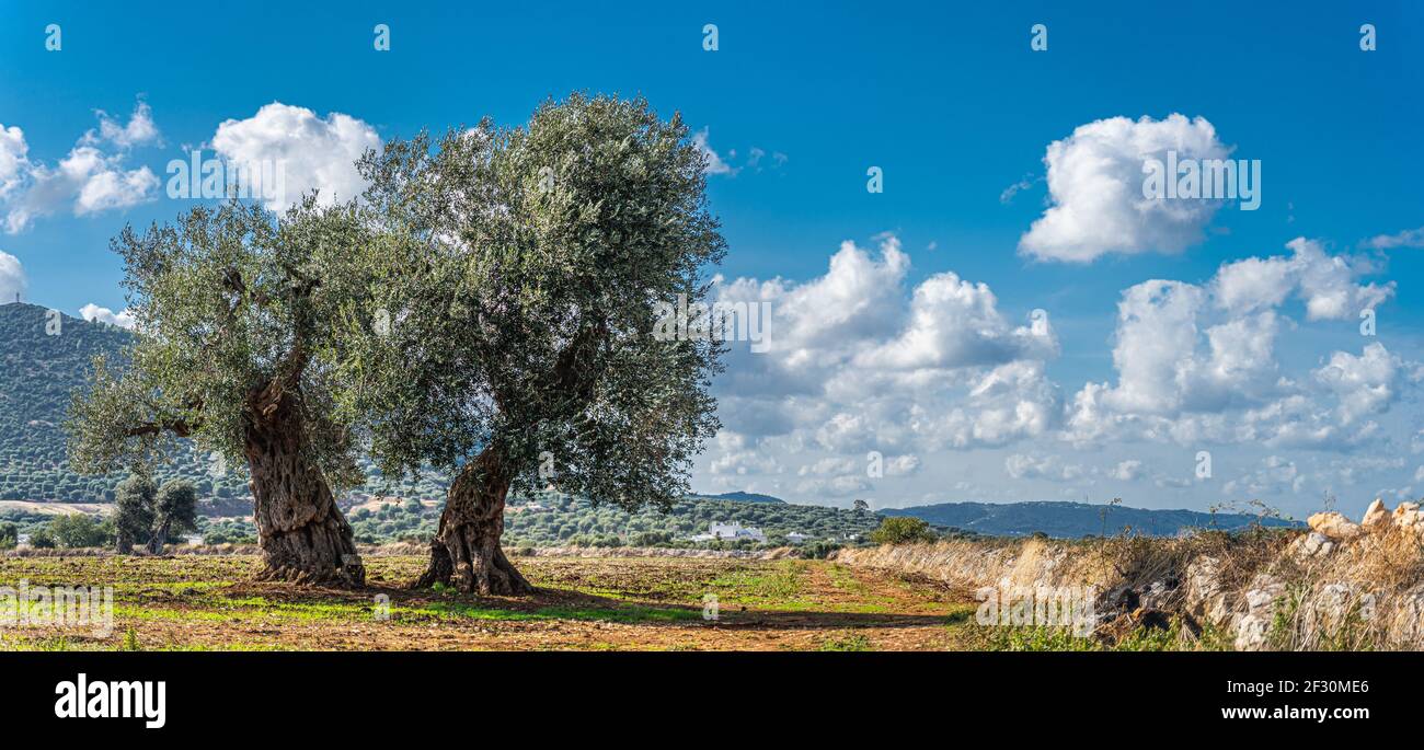 Olive trees by the sea in Puglia, Italy Stock Photo - Alamy