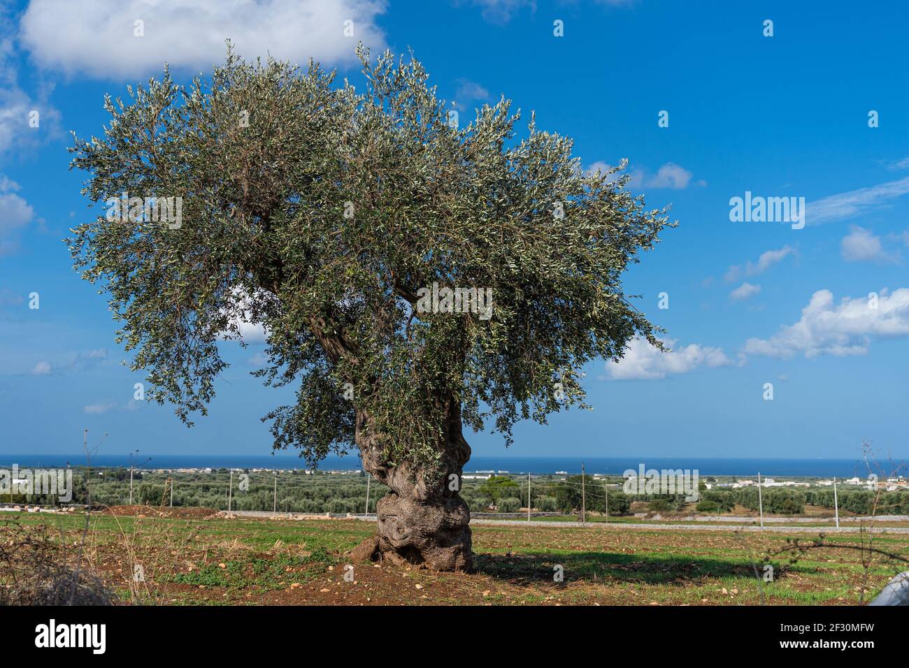 Olive tree landscape puglia italy hi-res stock photography and images ...