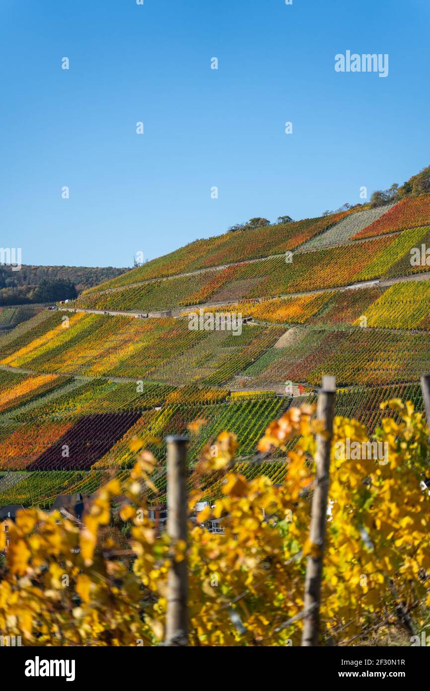 Hiking in the Ahr valley on a sunny autumn day on the red wine trail ...
