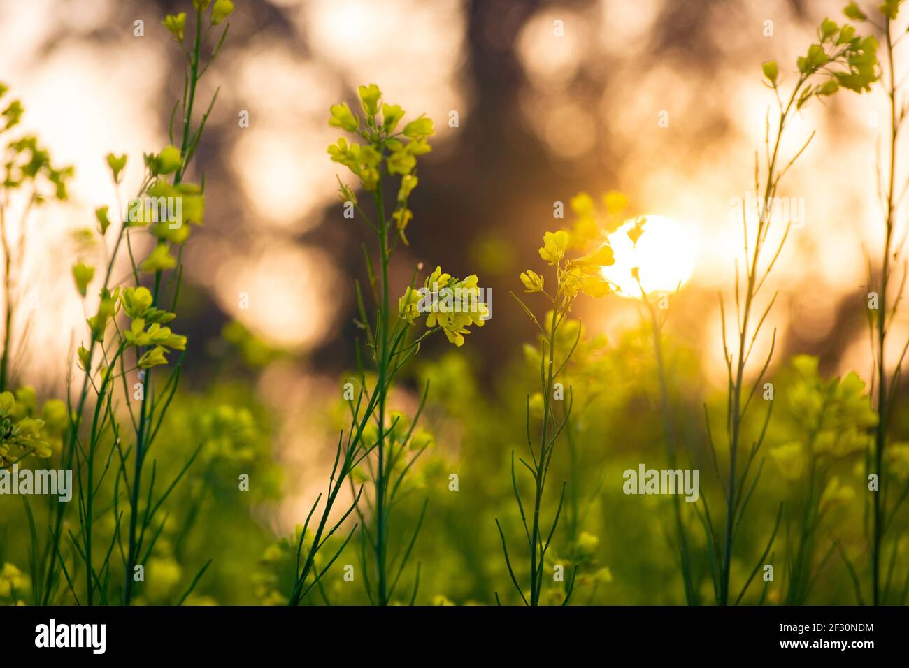Oilseed flower hi-res stock photography and images - Alamy