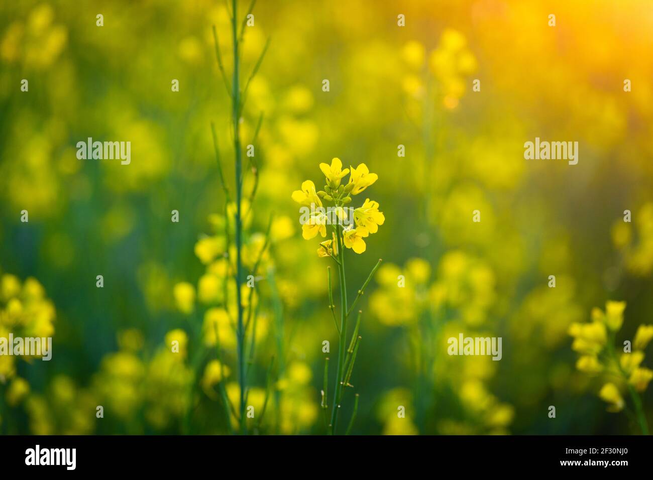Rapeseed field with wild flowers hi-res stock photography and images ...