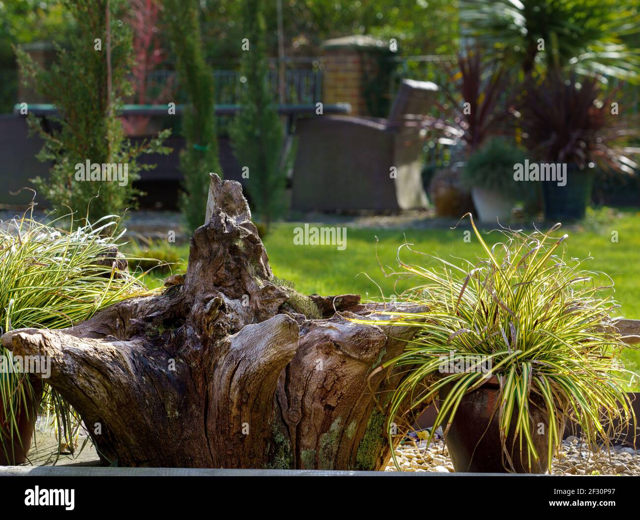 Withered tree root texture hi-res stock photography and images - Alamy