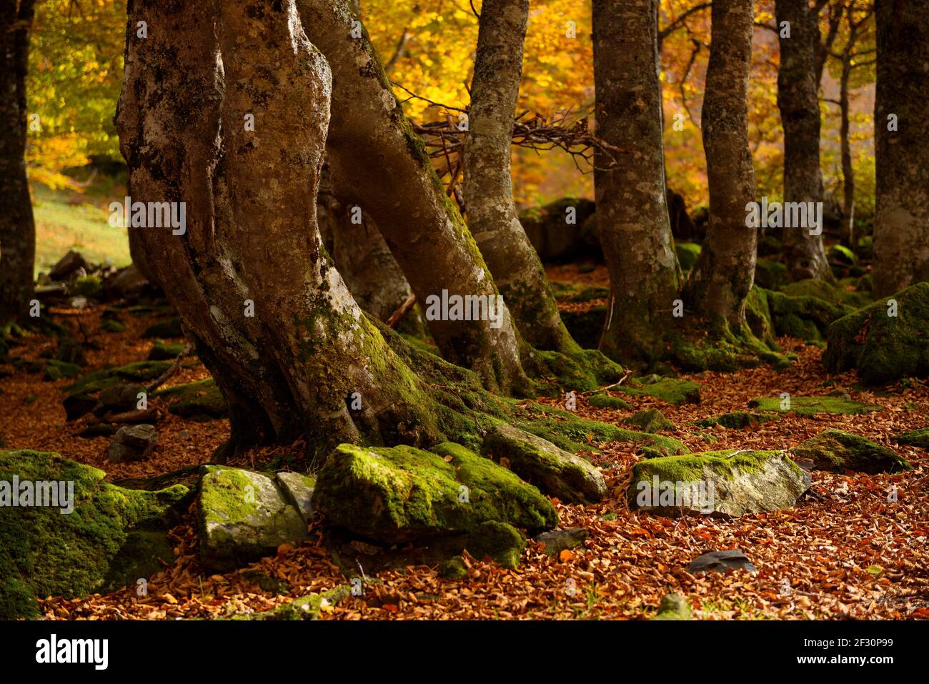 Beech forest in Artiga de Lin Valley, during autumn (Aran Valley ...