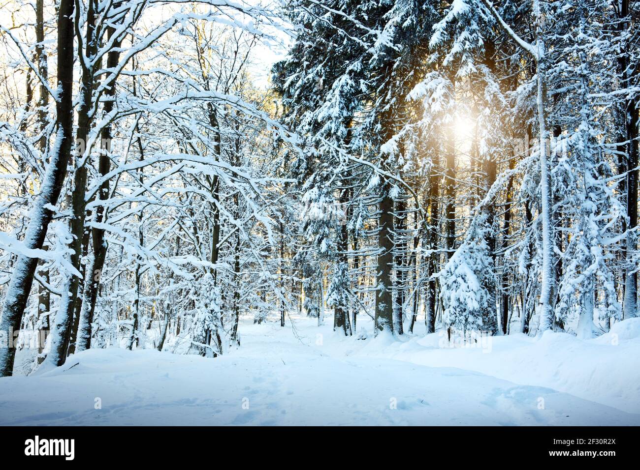White fir trees landscape hi-res stock photography and images - Alamy