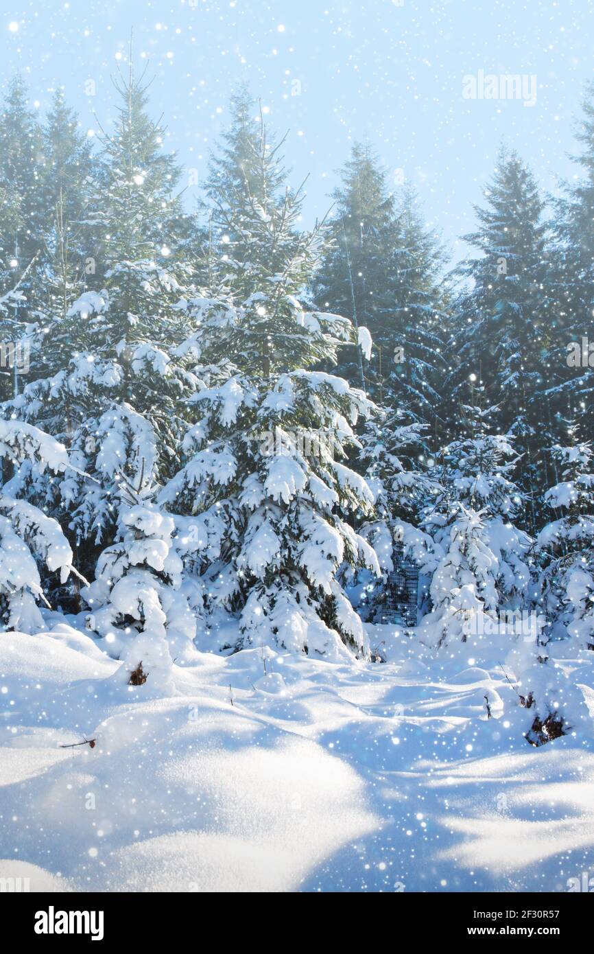 Snow falling winter forest hi-res stock photography and images - Alamy