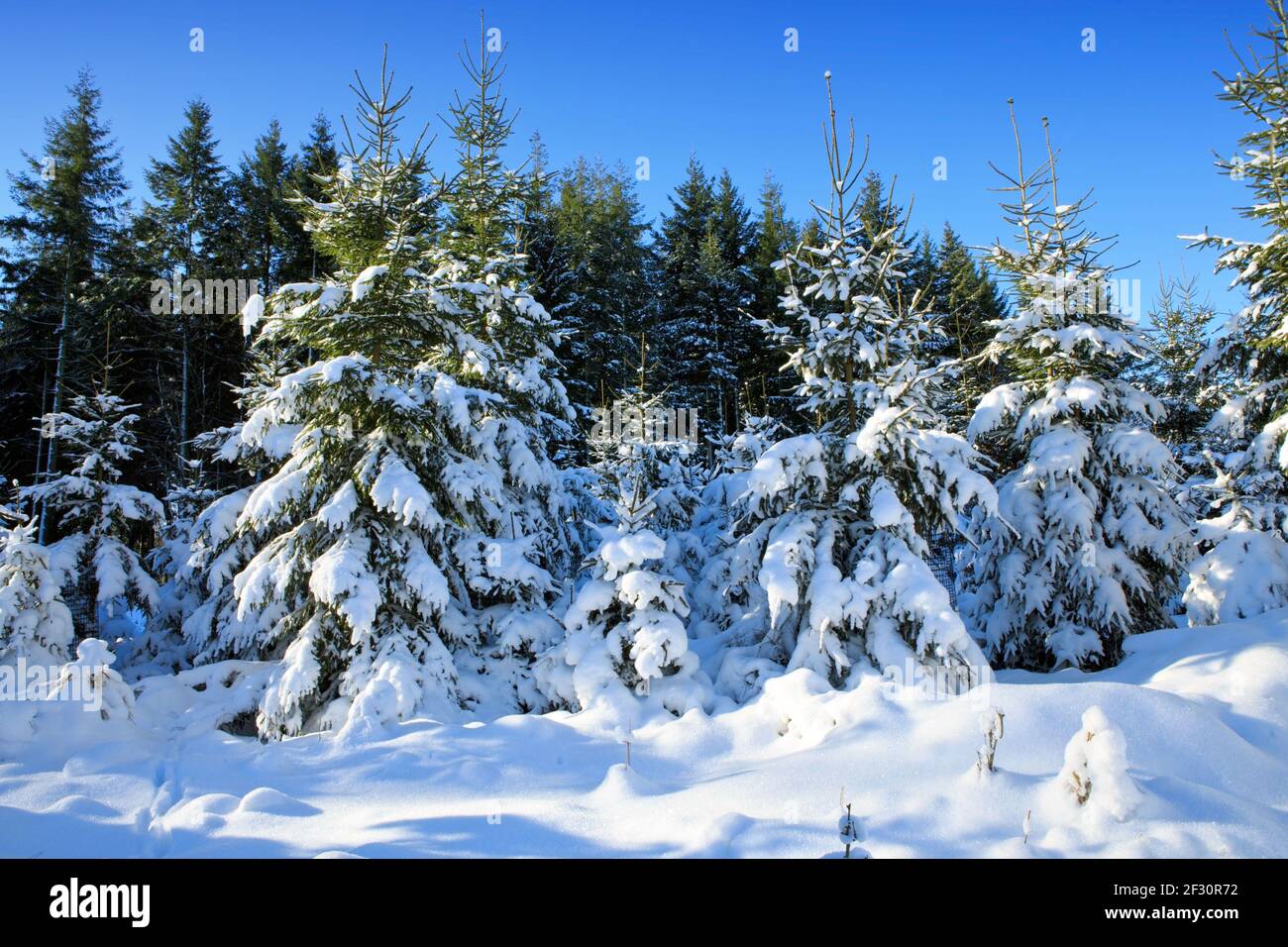 Winter landscape with snow covered fir trees Stock Photo - Alamy