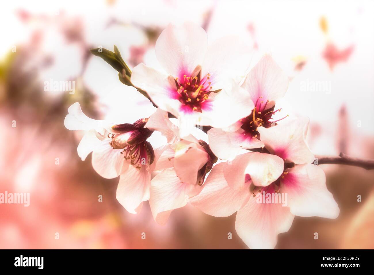 Peach spring hi-res stock photography and images - Alamy