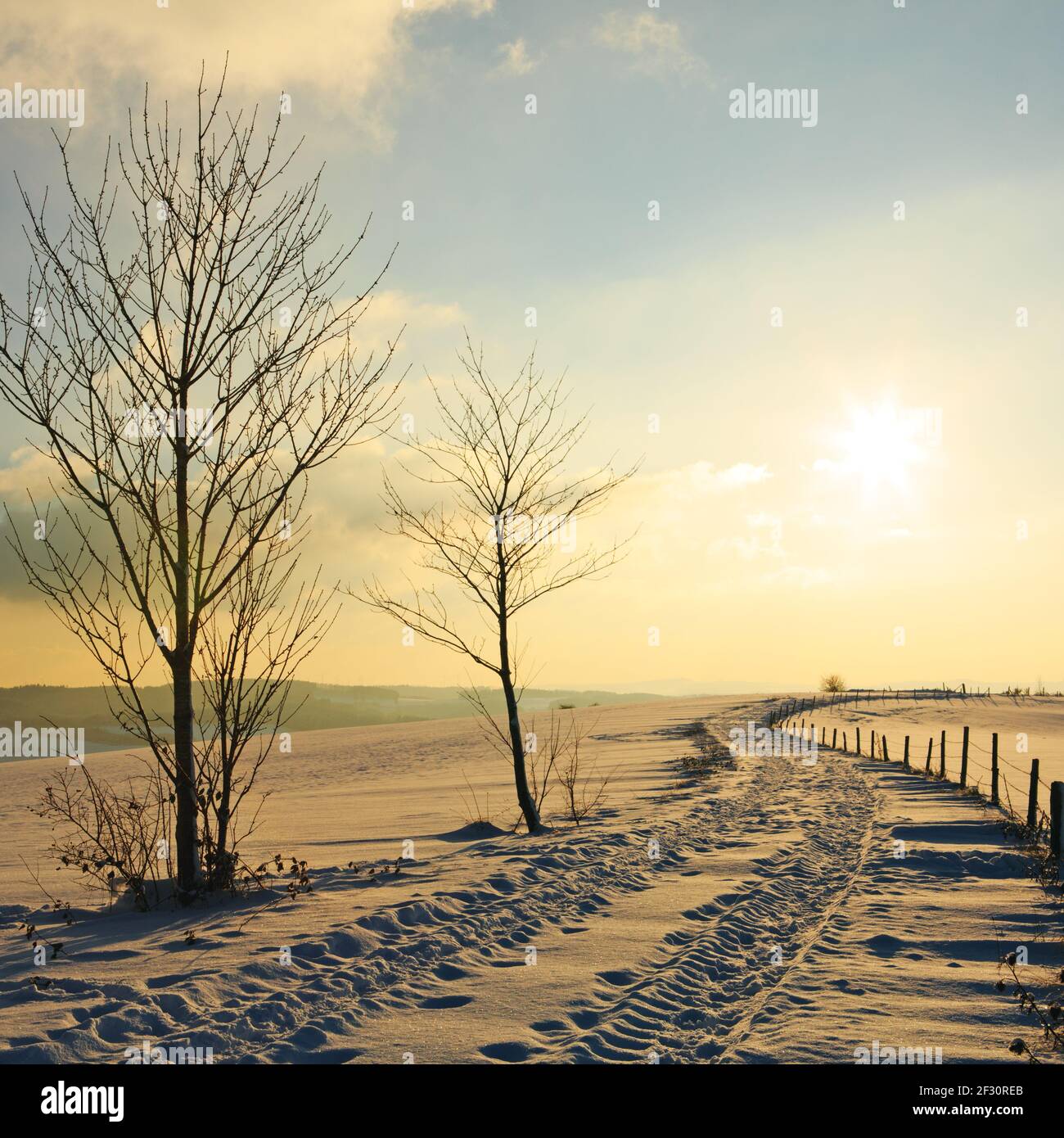 Ice covered tree at sunset hi-res stock photography and images - Alamy