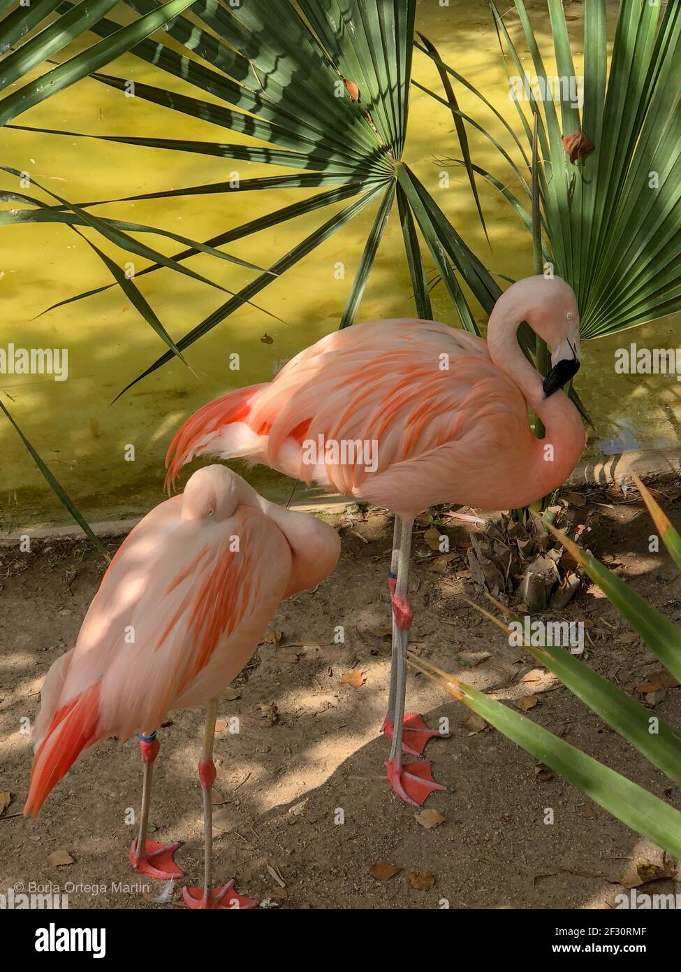 Two beautiful flamingos in their natural habitat Stock Photo - Alamy