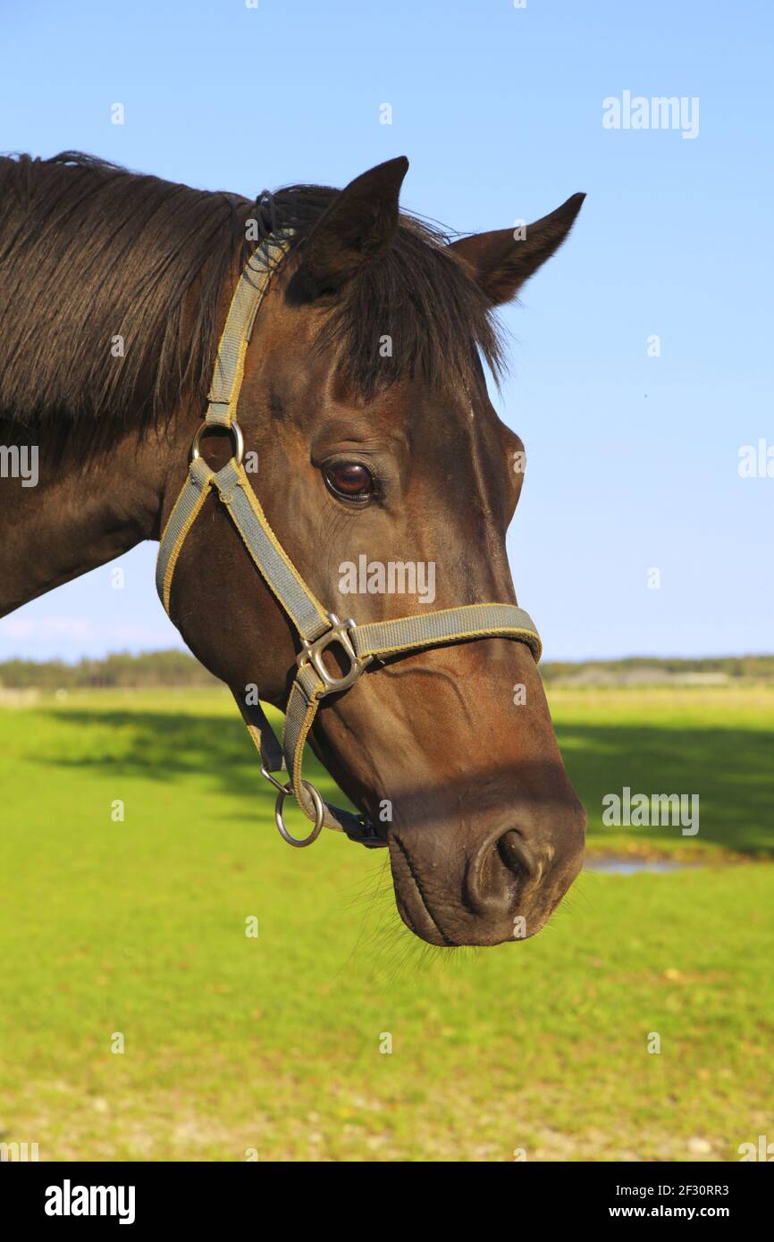 Beautiful horse portrait in the paddock Stock Photo - Alamy