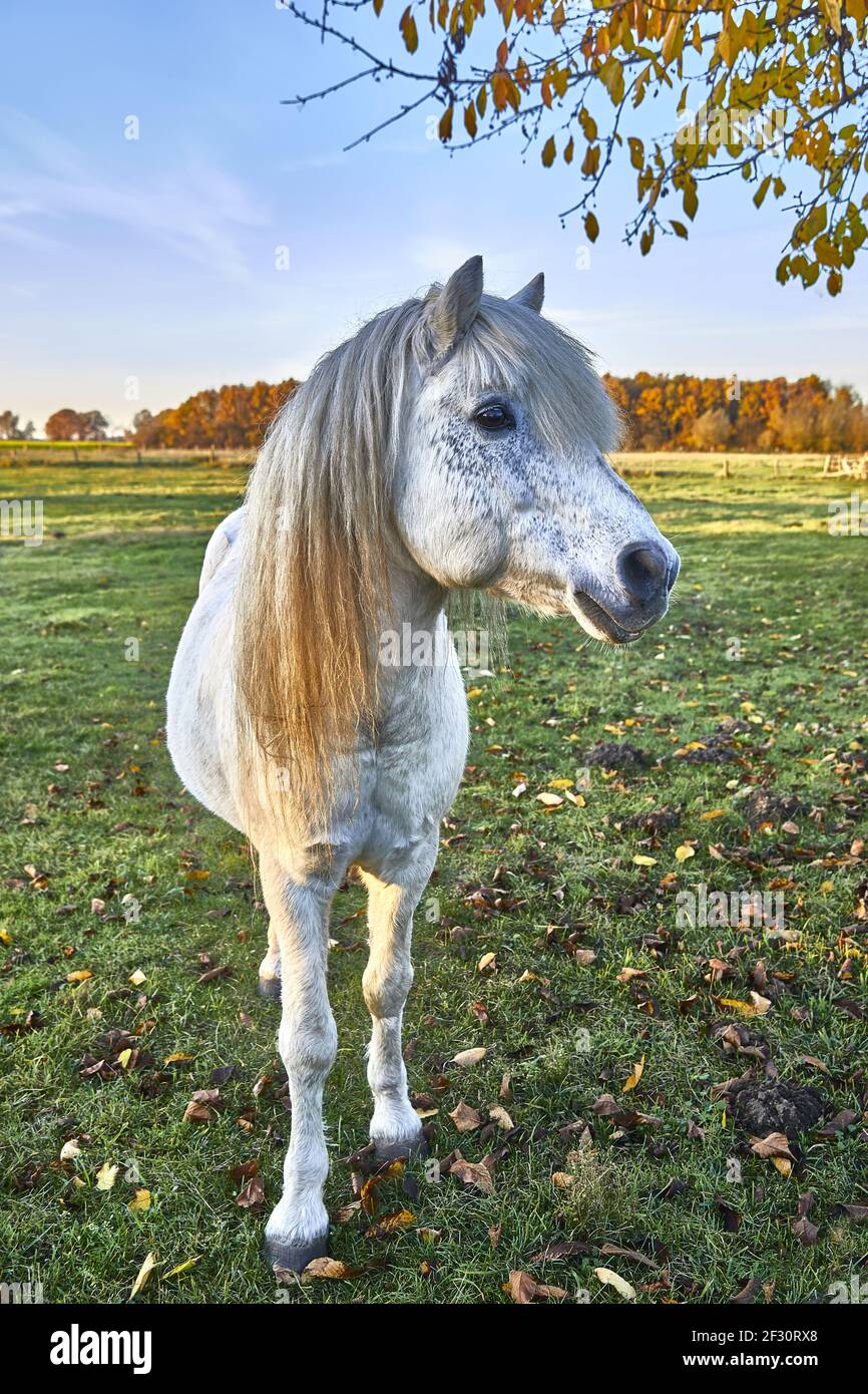 Gray mane hi-res stock photography and images - Alamy