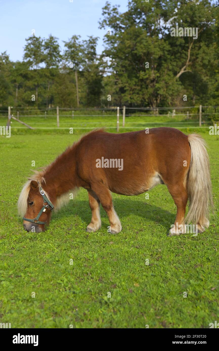 Shetlandponypferd hi-res stock photography and images - Alamy