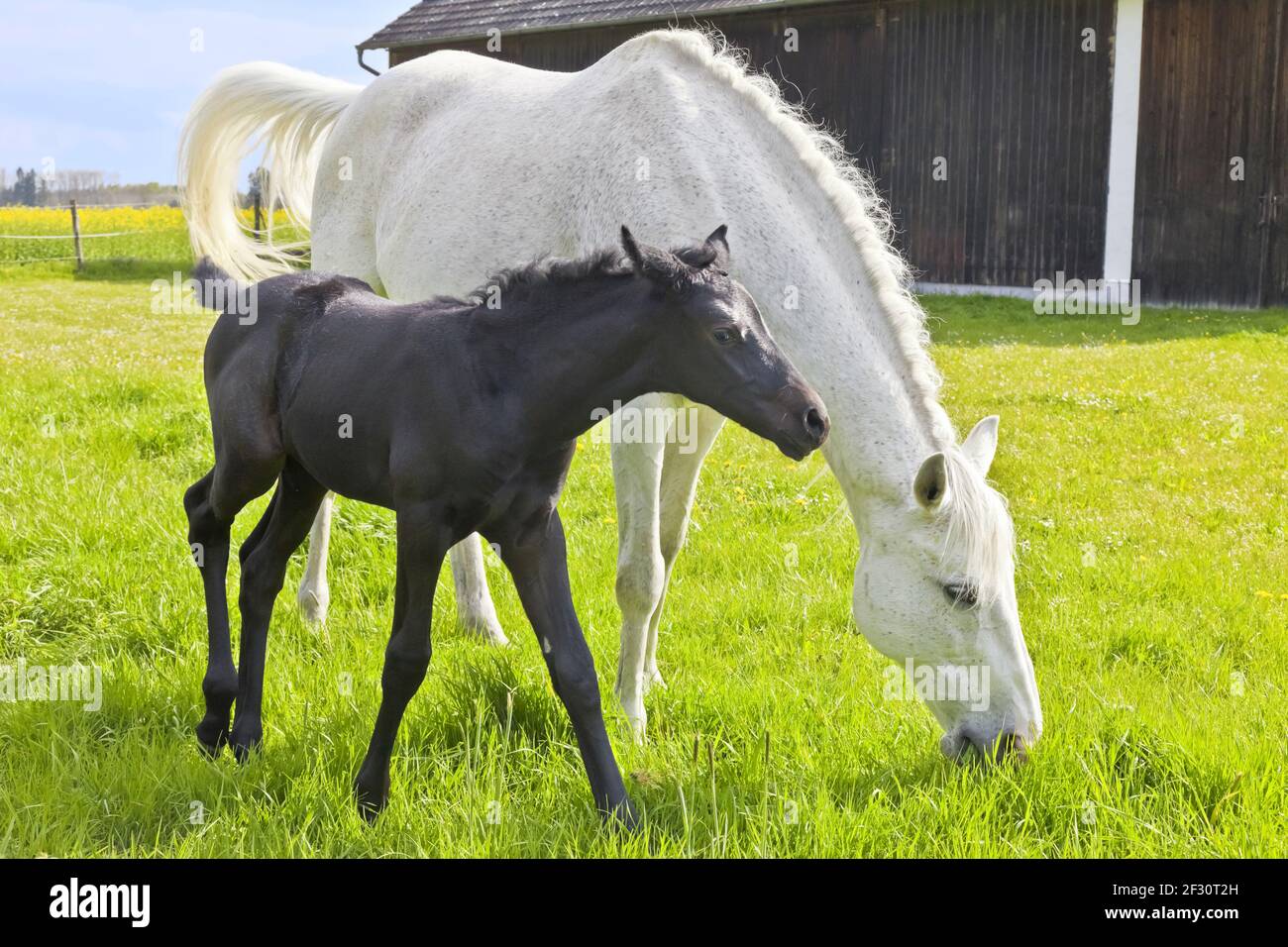 Beautiful gray mare with foal on the pasture, (black and white Stock ...