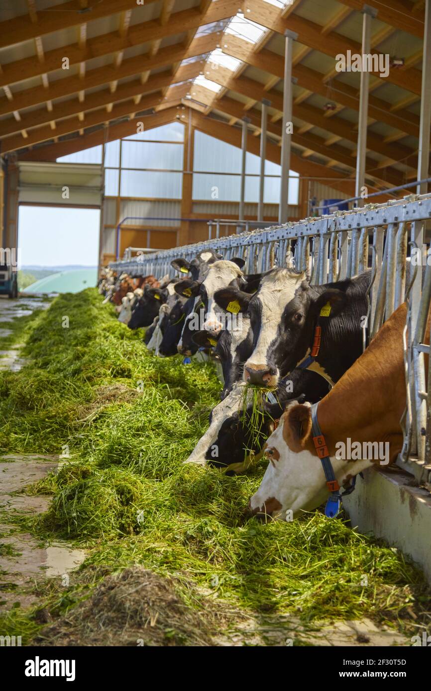 Cows at the stable feeding in Bavaria Stock Photo - Alamy