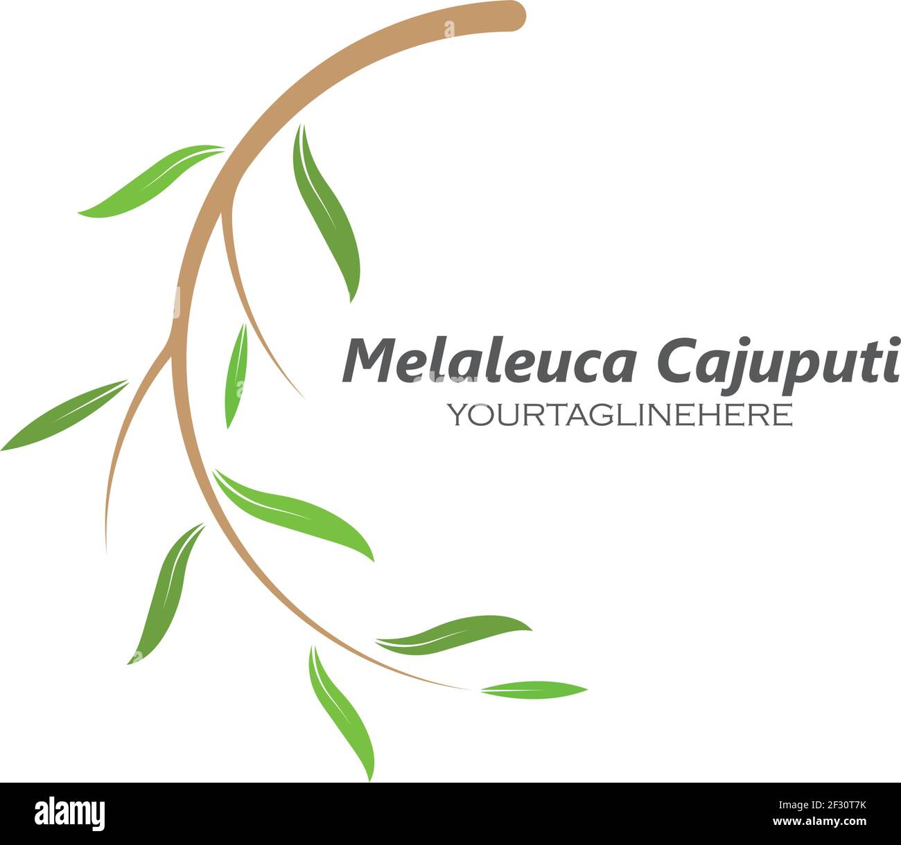 Melaleuca cajuput Stock Vector Images - Alamy