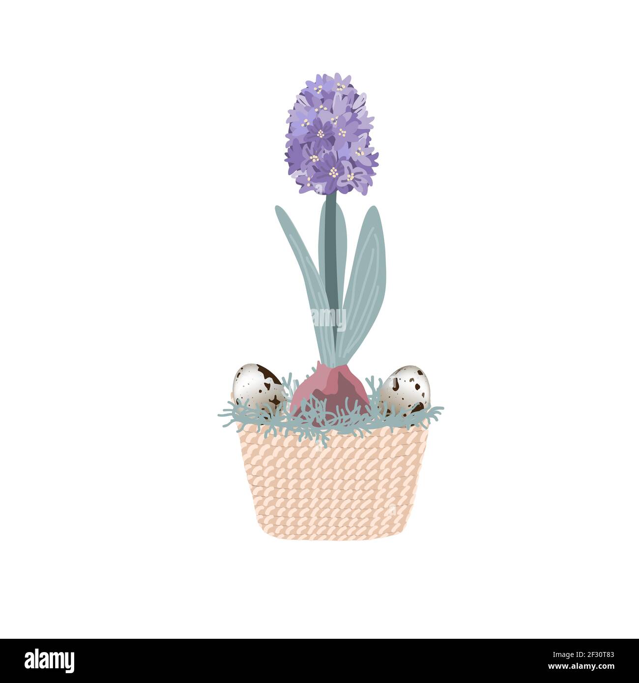 Blue hyacinth in pot isolated on white background decorated with quail ...