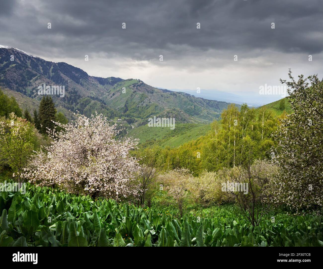 Kazakhstan apple forest hi-res stock photography and images - Alamy