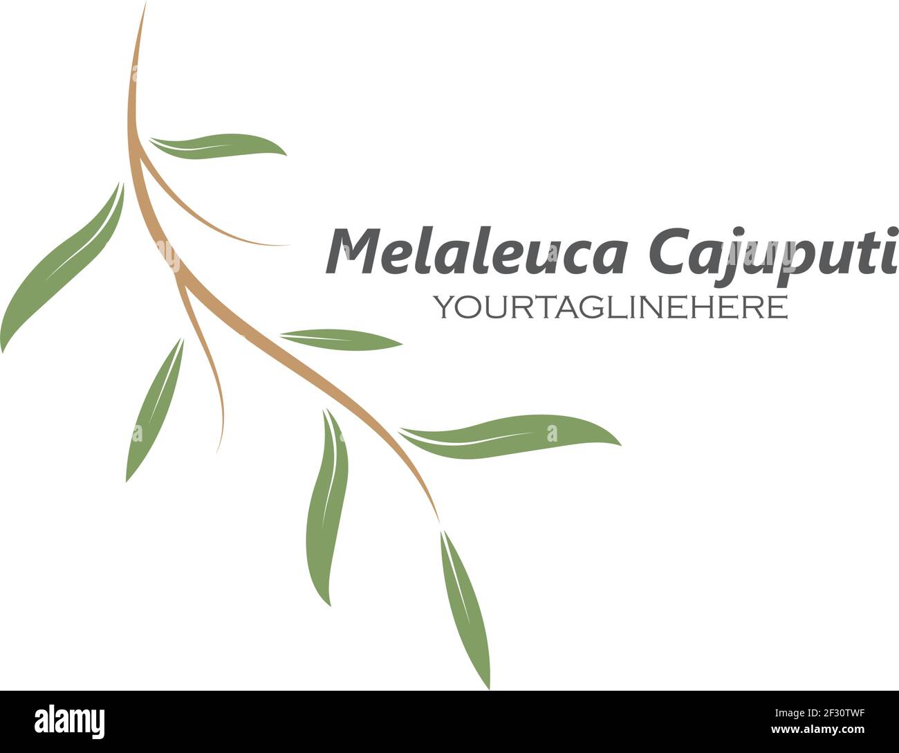 melaleuca cajuputi leaf icon vector illustration design template Stock ...