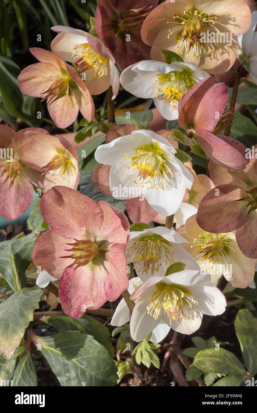 Winter flowering Hellebores in sunshine, close up Stock Photo - Alamy