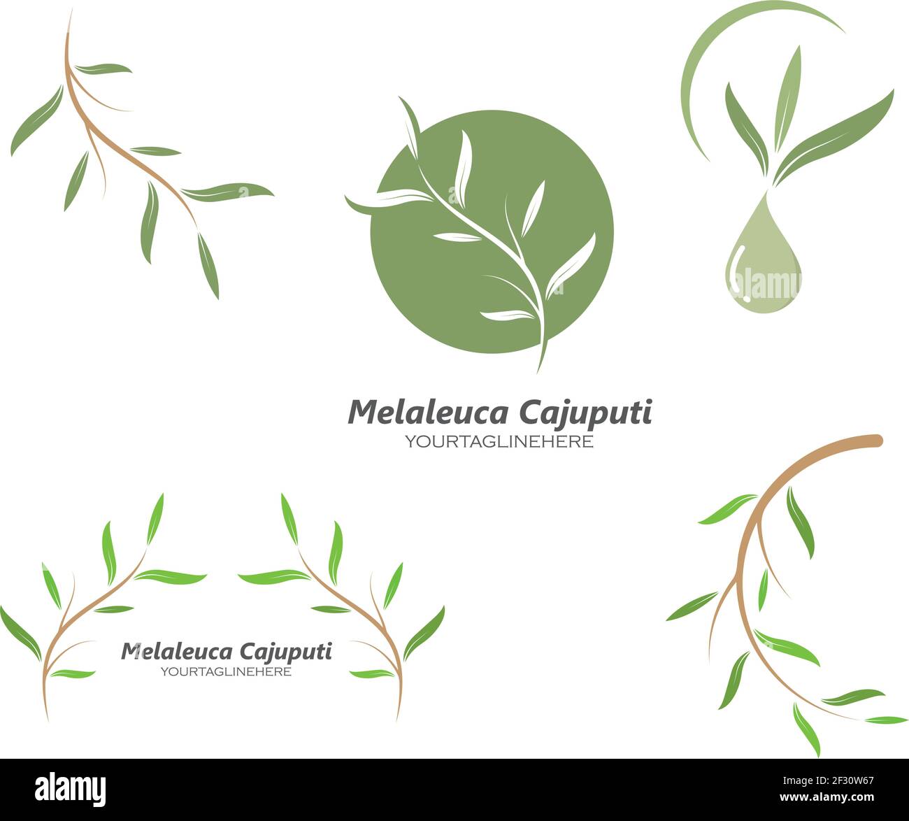Melaleuca cajuput Stock Vector Images - Alamy