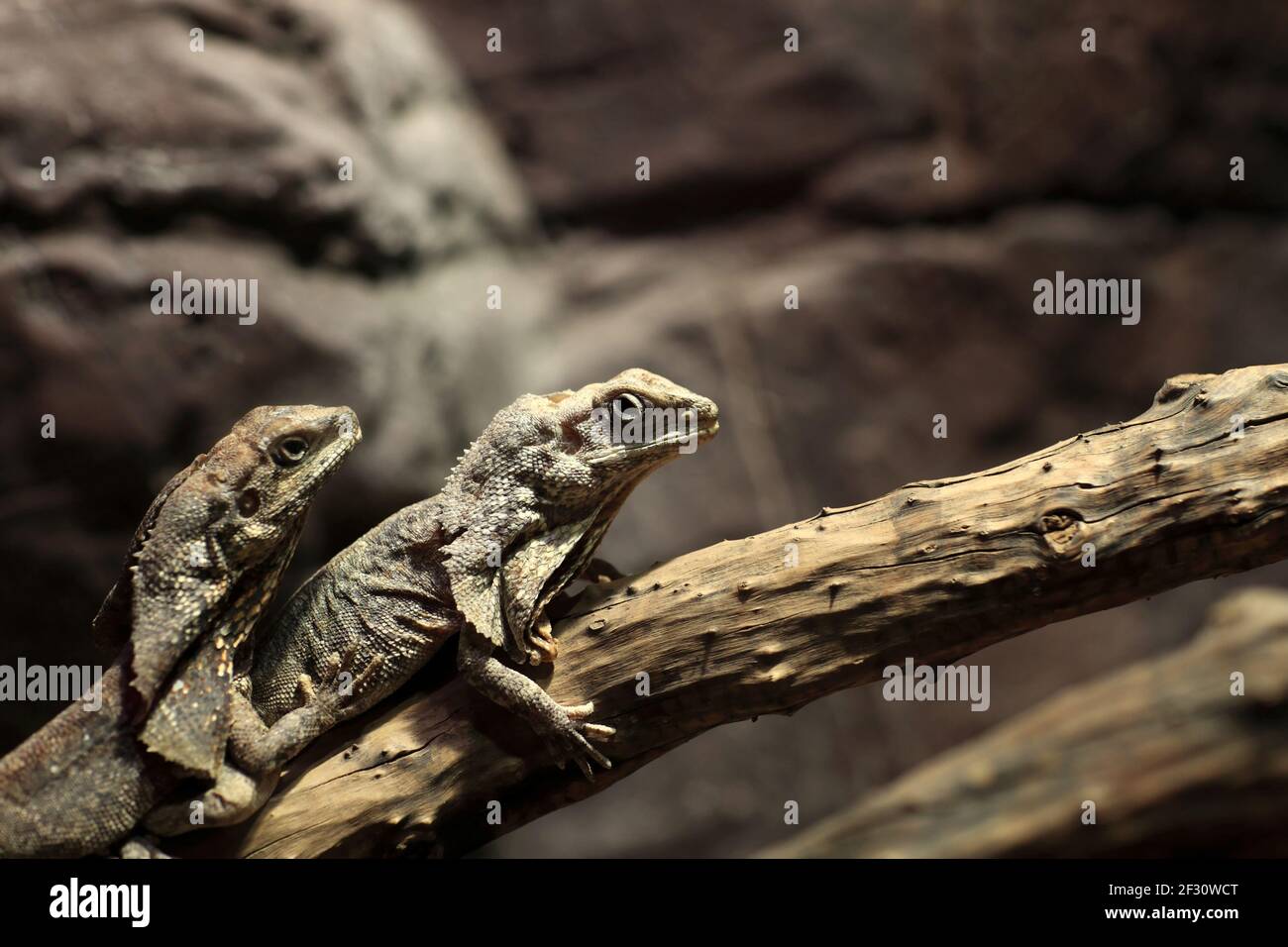 Two frill-necked lizard on a tree at terrarium Stock Photo - Alamy