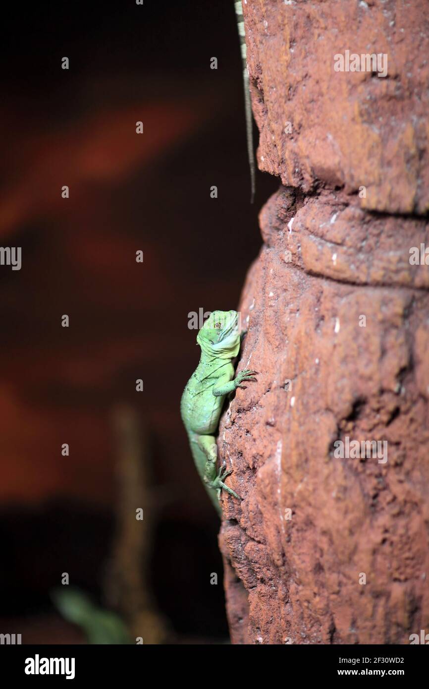 Lizard climbing up the rock at terrarium Stock Photo - Alamy