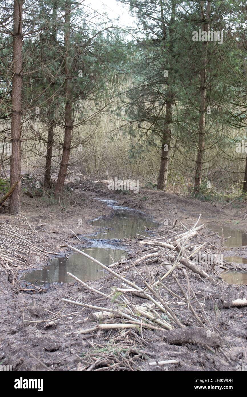 Coppicing High Resolution Stock Photography and Images - Alamy